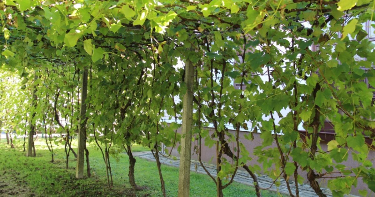 Starše: La brajde že 7 let - Svet24.si