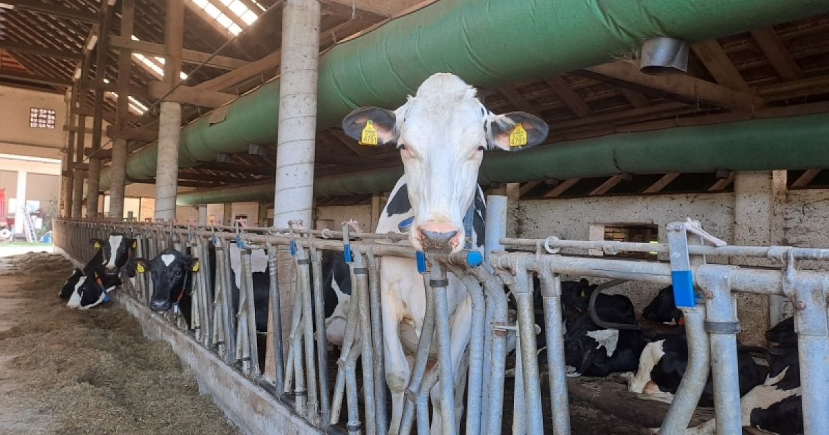 Dol s kmetijstvom, živele nutrije in medvedi? - Svet24.si