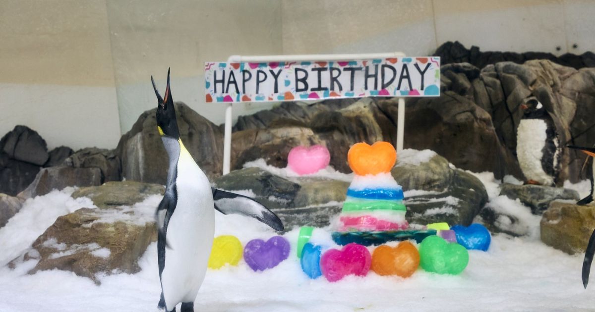 Postavna pingvinka Pesto praznovala prvi rojstni dan - Svet24.si