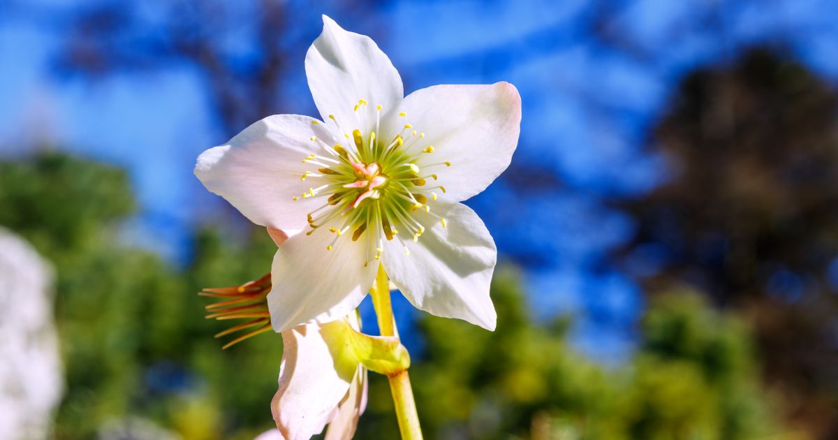 Čudovita rastlina, s katero ne boste imeli veliko dela - Svet24.si