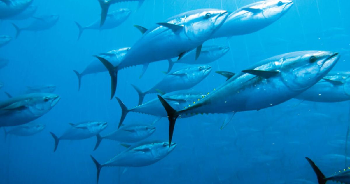 Tun, tuna, tunina in še kaj - Svet24.si