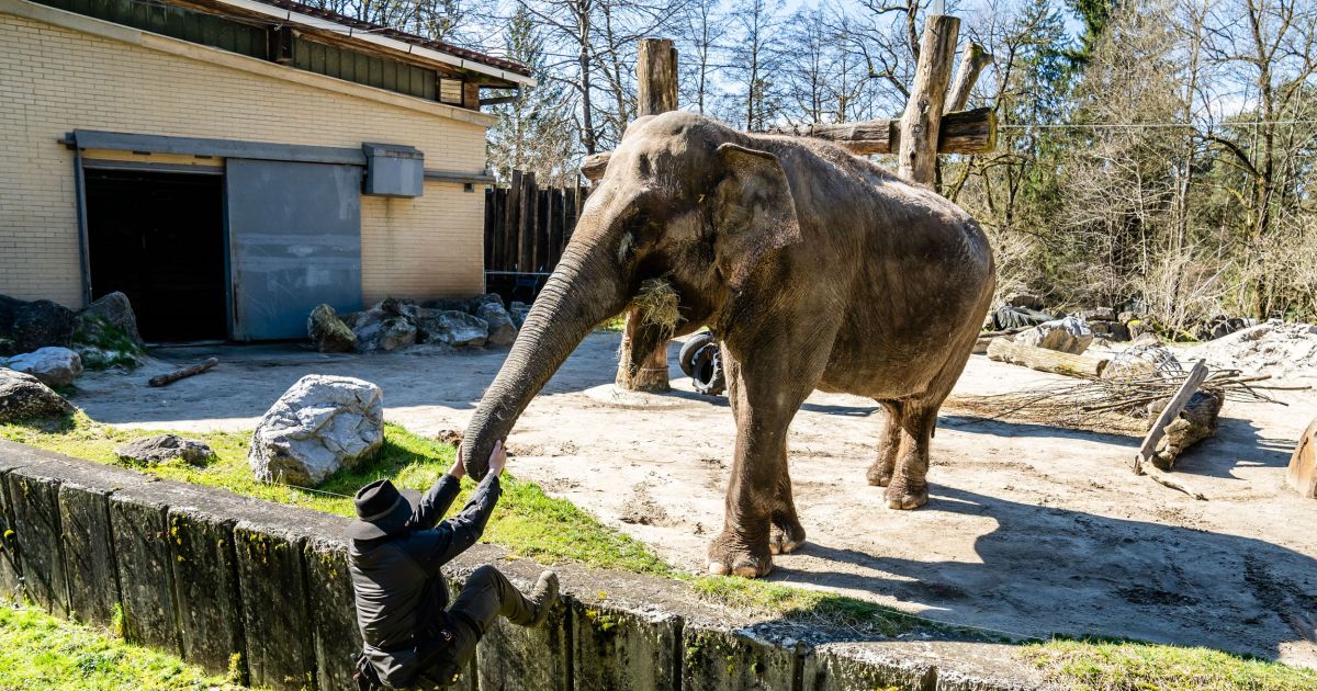 Foto: Priljubljena slonica Ganga praznuje že 50 let - Svet24.si