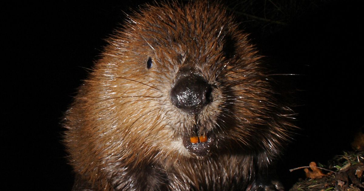 Bober ima prednost pred človekom in njegovo lastnino - Svet24.si