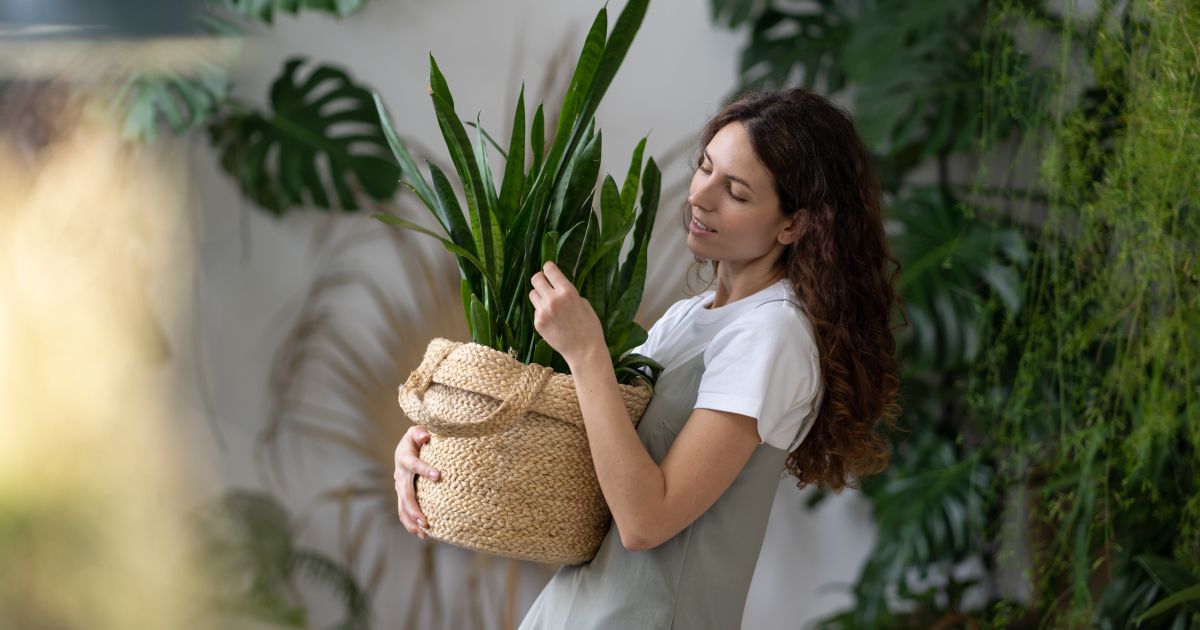 Nega sobnih rastlin po prezimovanju - Svet24.si