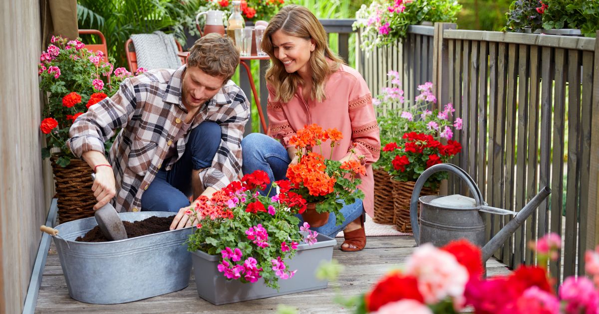 Pravilen način sajenja in nege pelargonij - Svet24.si