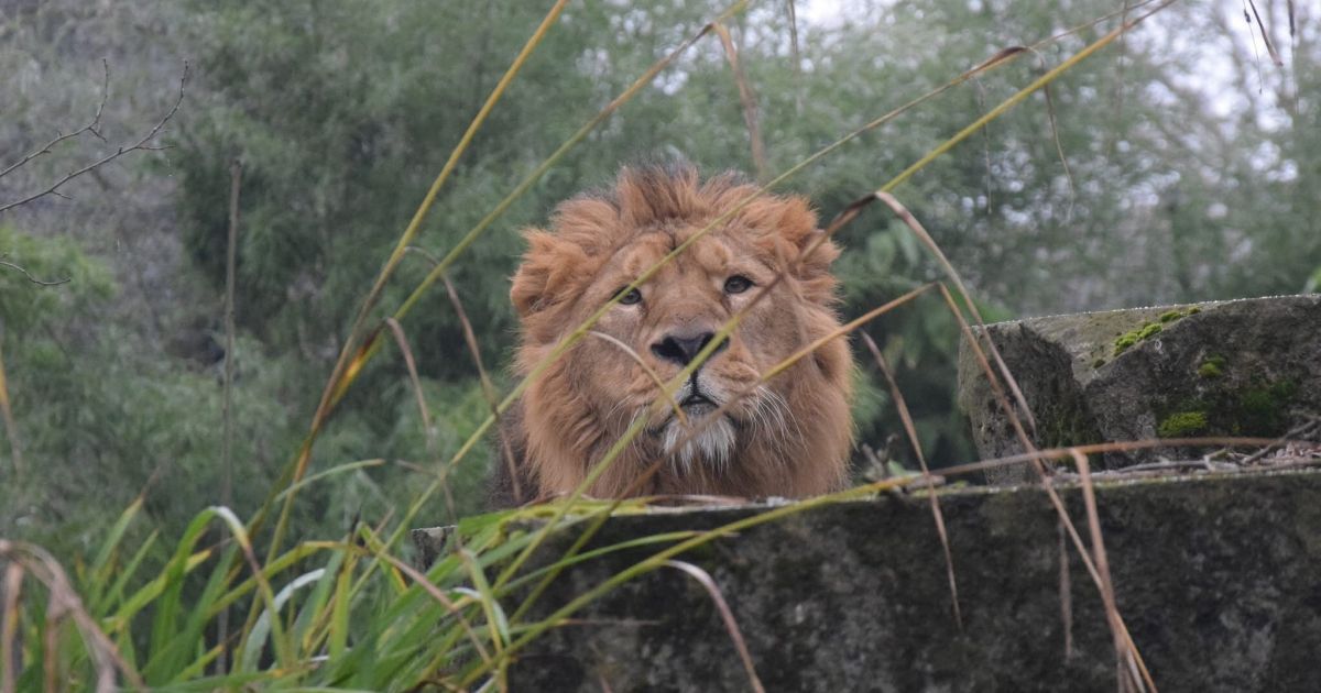 V ZOO Ljubljana sprejeli novega prebivalca - Svet24.si