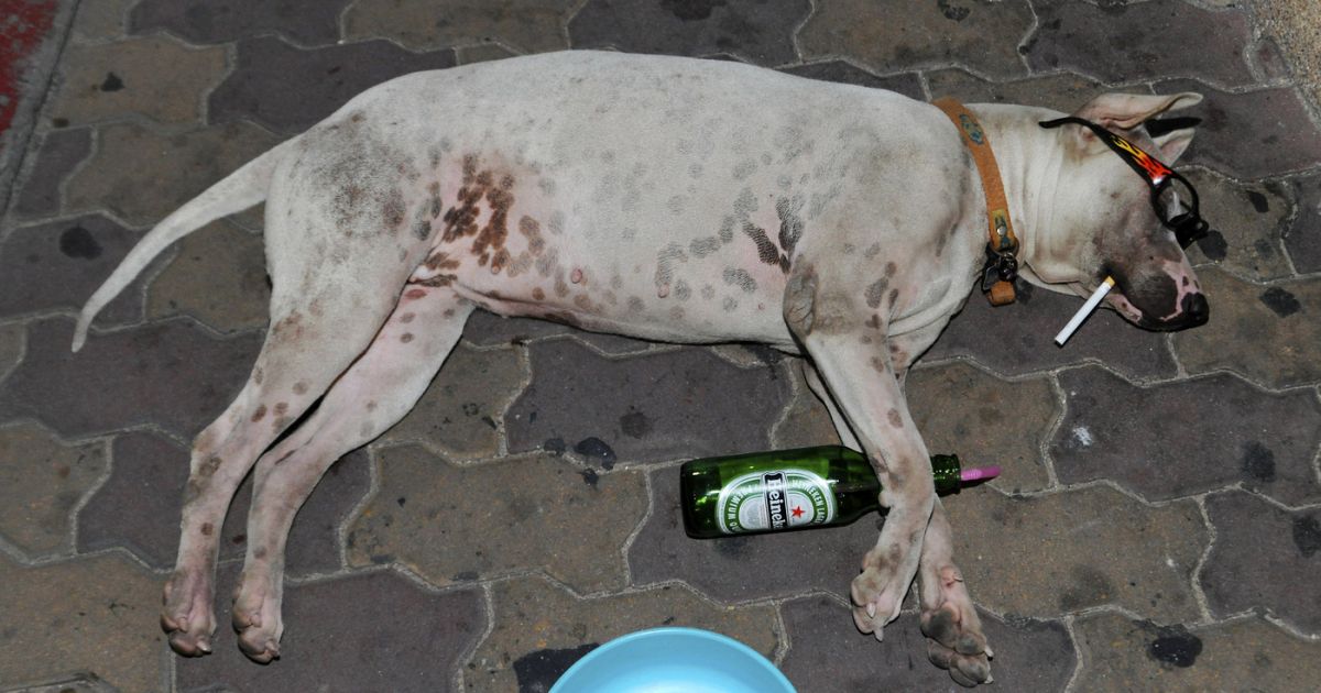 Mladoletni divjak psa silil kaditi cigareto - Svet24.si