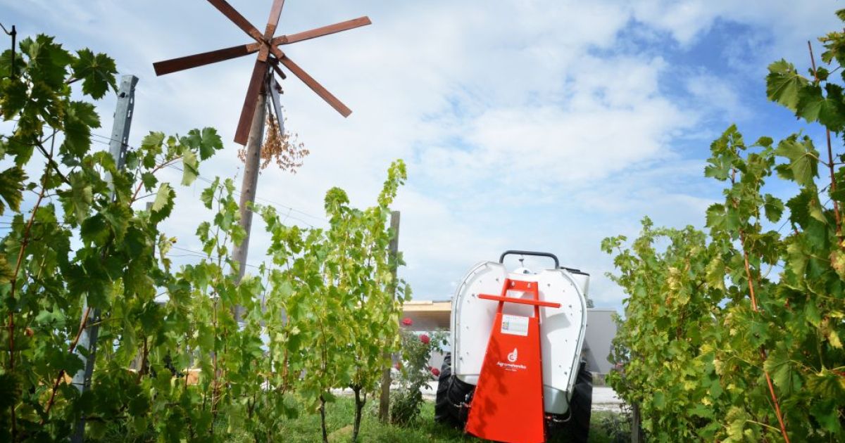 Zlata trsna rumenica: "Če en vinogradnik škropi, njegov sosed pa ne ...