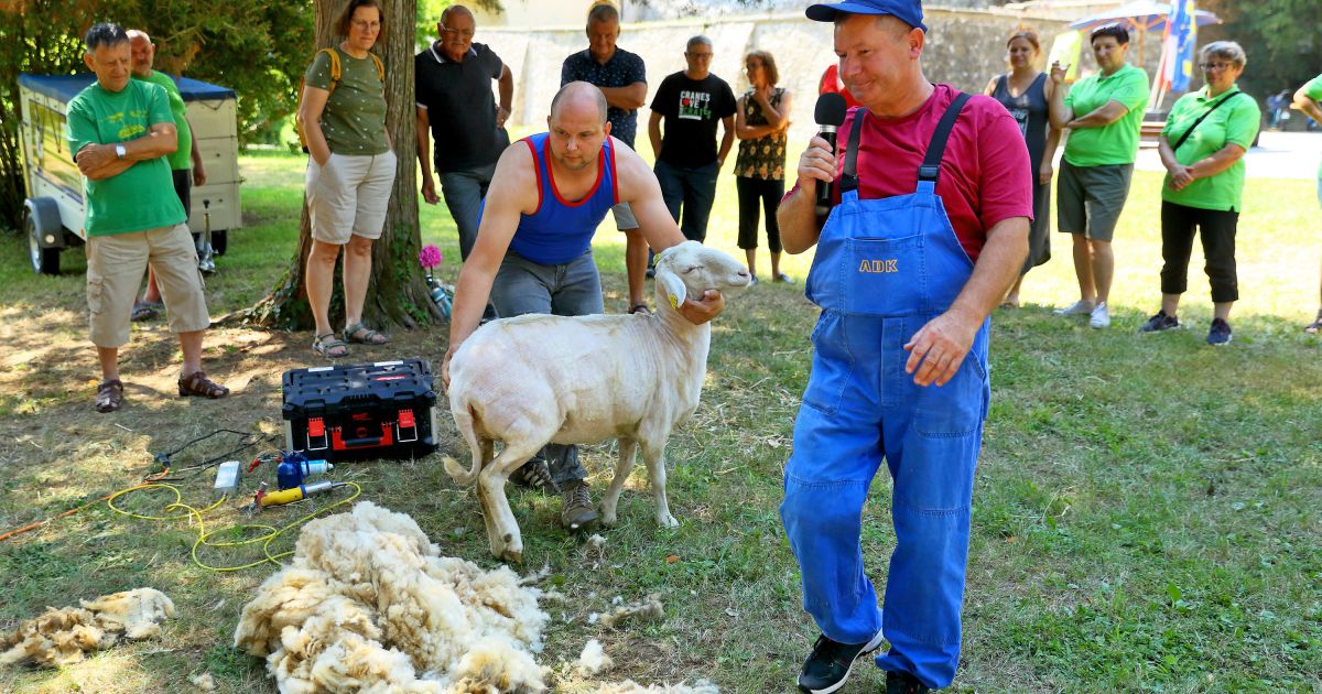 Jernej ovco ostrigel v manj kot treh minutah - Svet24.si