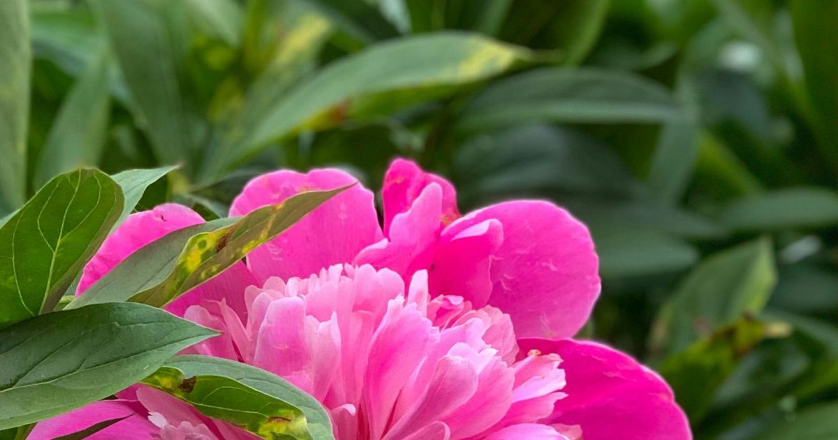 Ko potonike odcvetijo: napake, ki jih lahko drago plačamo naslednje ...