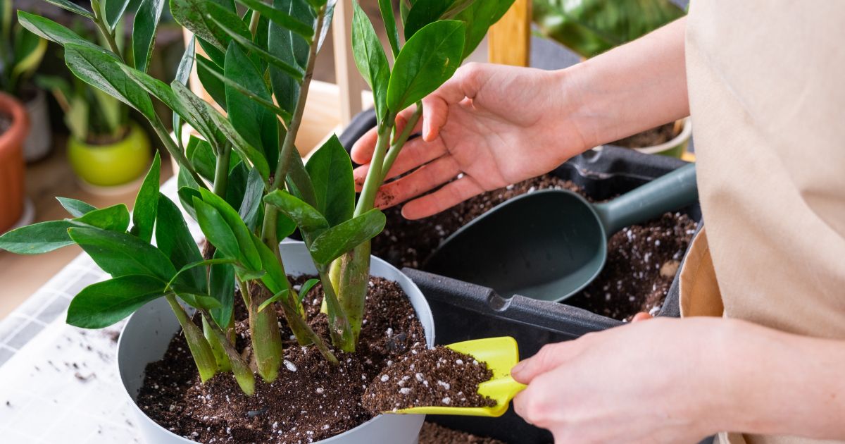 7 sobnih rastlin, ki bodo preživele tudi tritedenski dopust - Svet24.si