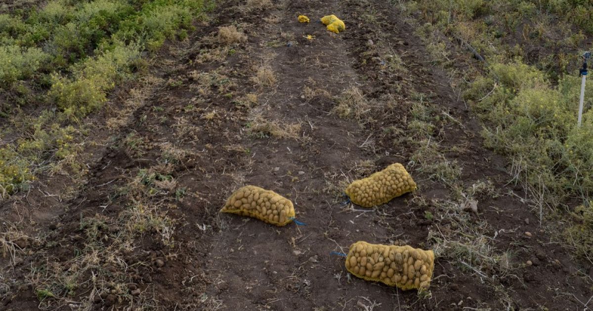 Na slovenskih poljih zaznali širjenje nove bolezni cikade, v nevarnosti ...