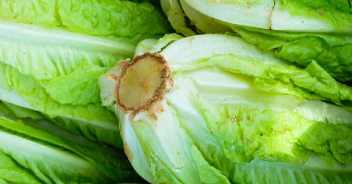 Rjav pecelj in lise na zeleni solati: ali je še varna za uživanje ...