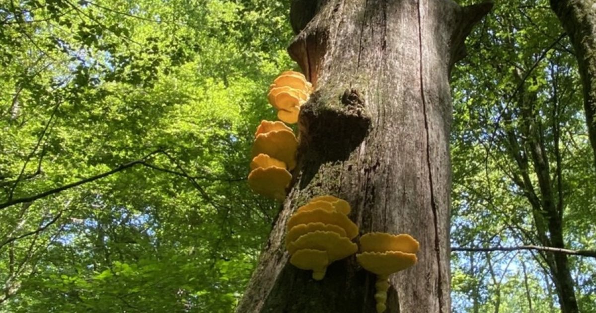 Težave v kraljestvu hrasta doba - v boju za preživetje v dobravah ...