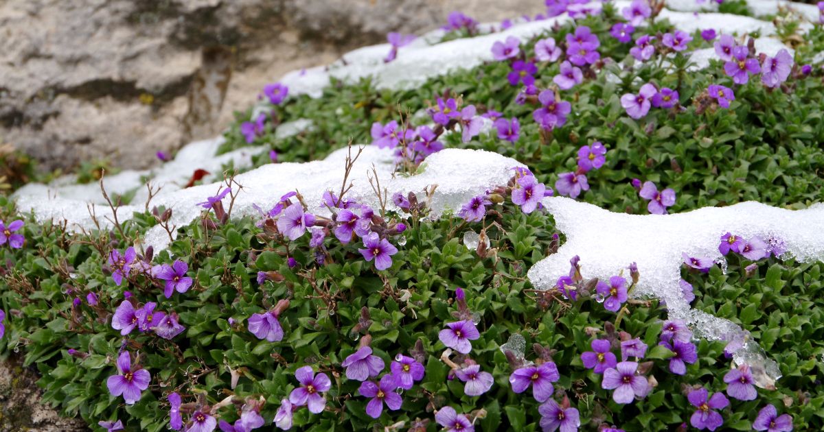 Trajnice, ki navdušujejo tudi pozimi - Svet24.si