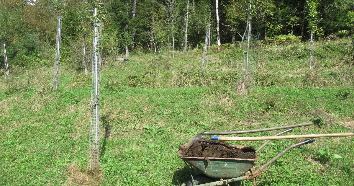 Gnojenje v sadjarstvu: Kdaj in koliko gnojila dati drevesom - Svet24.si