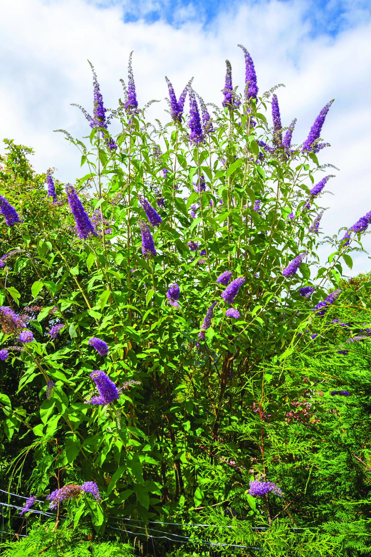 Najbolj medonosne rastline - polepšajo prostor in privlačijo čebele ...