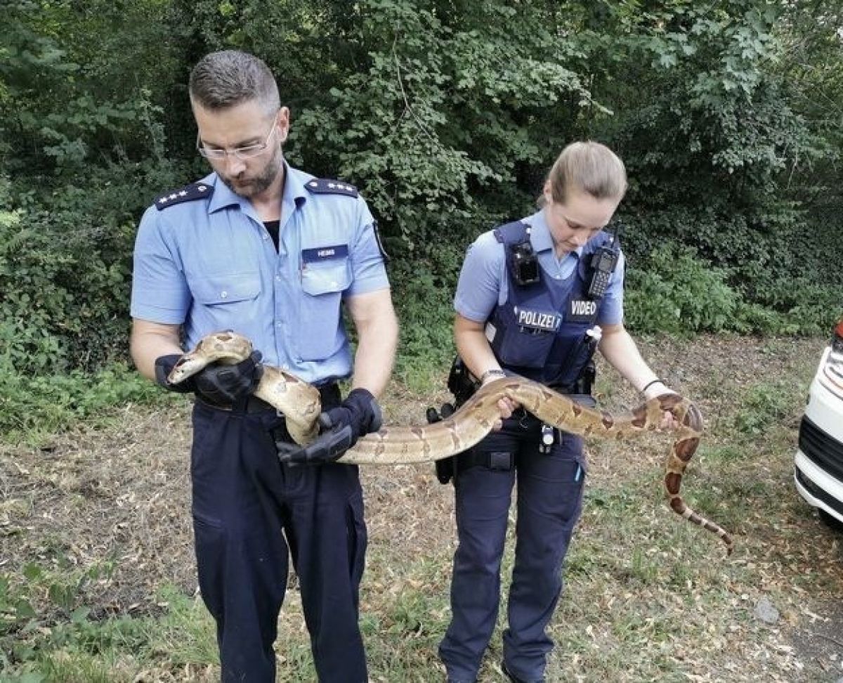 Navadni udav je iskal nedeljski posladek - Svet24.si