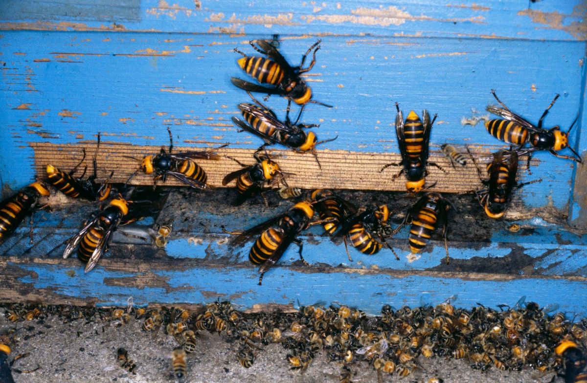 Nevarni azijski sršen se lahko kmalu pojavi pri nas - Svet24.si