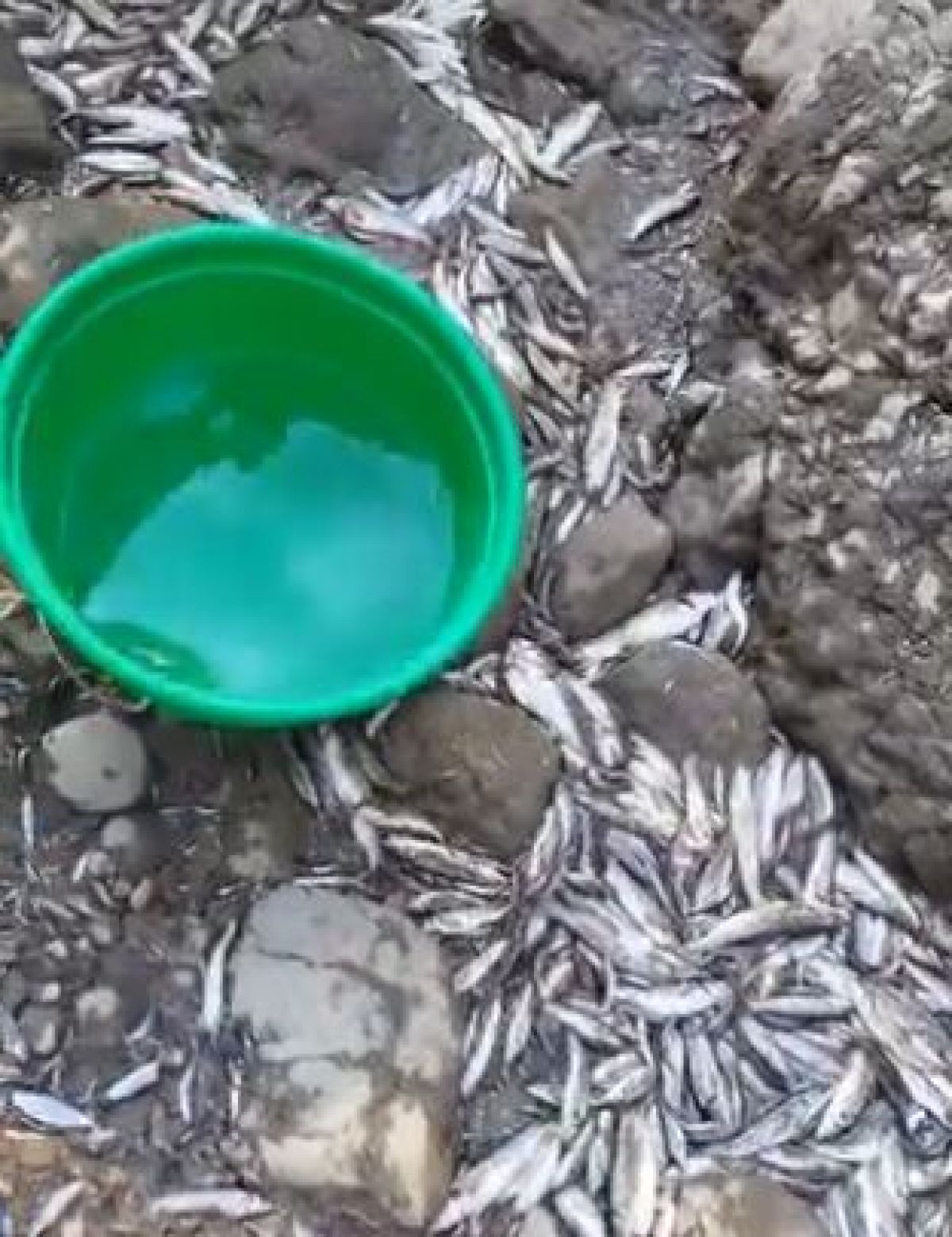 Reševanje rib iz presahnjene reke Ibar - Svet24.si