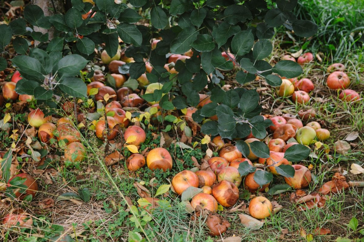 Zakaj je treba takoj pobirati odpadlo sadje? Skriti razlogi, ki jih ...