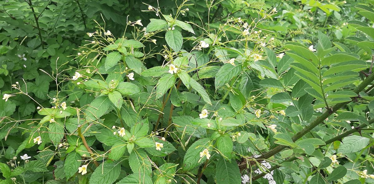 Zakaj so tujerodne invazivne rastline tako nevarne? - Svet24.si