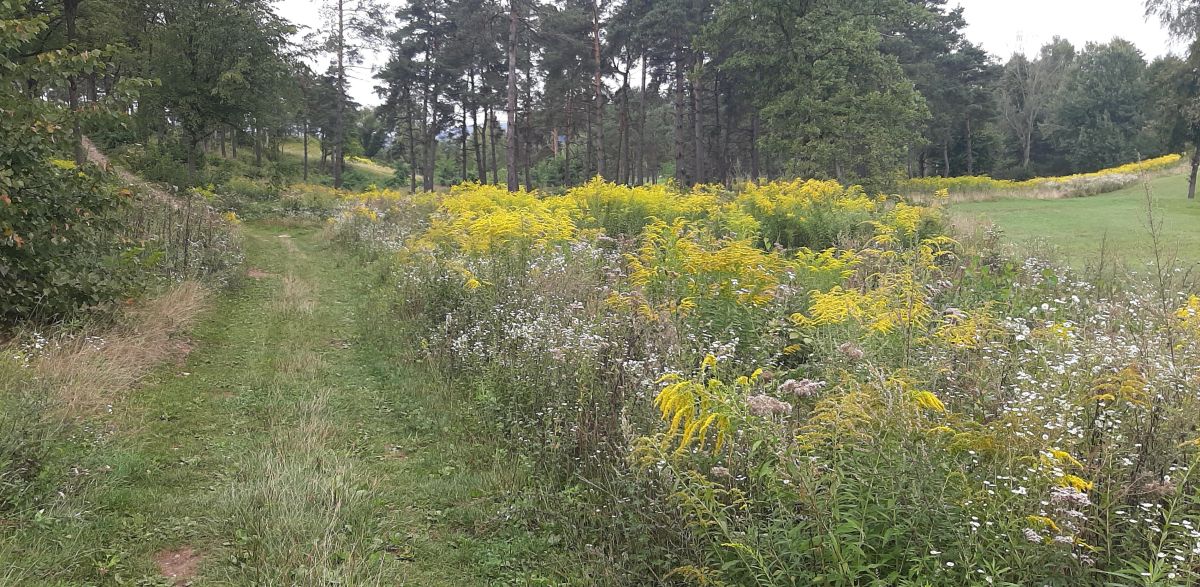 Zakaj so tujerodne invazivne rastline tako nevarne? - Svet24.si