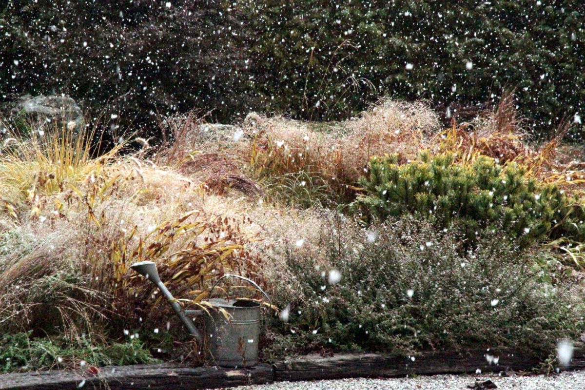 Trajnice, ki navdušujejo tudi pozimi - Svet24.si