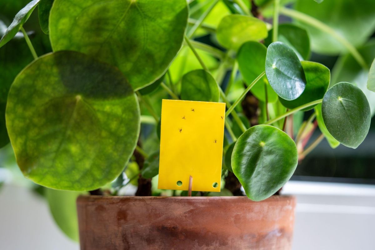 Sobne rastline obletavajo mušice – je to znak težav z zemljo? - Svet24.si