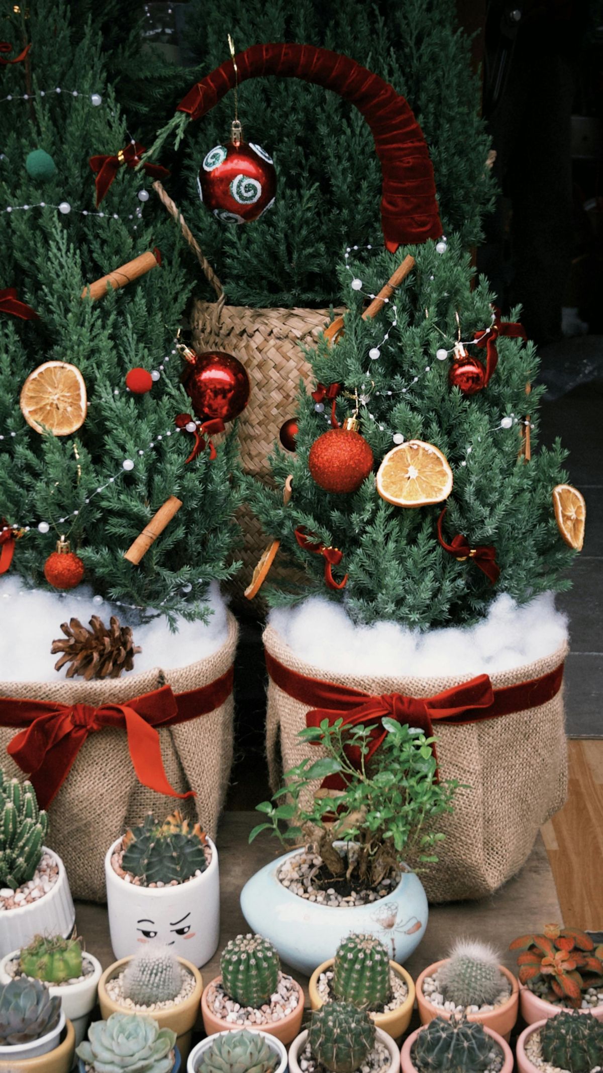 Božično drevo v loncu kot trajnostna alternativa posekanemu drevescu ...