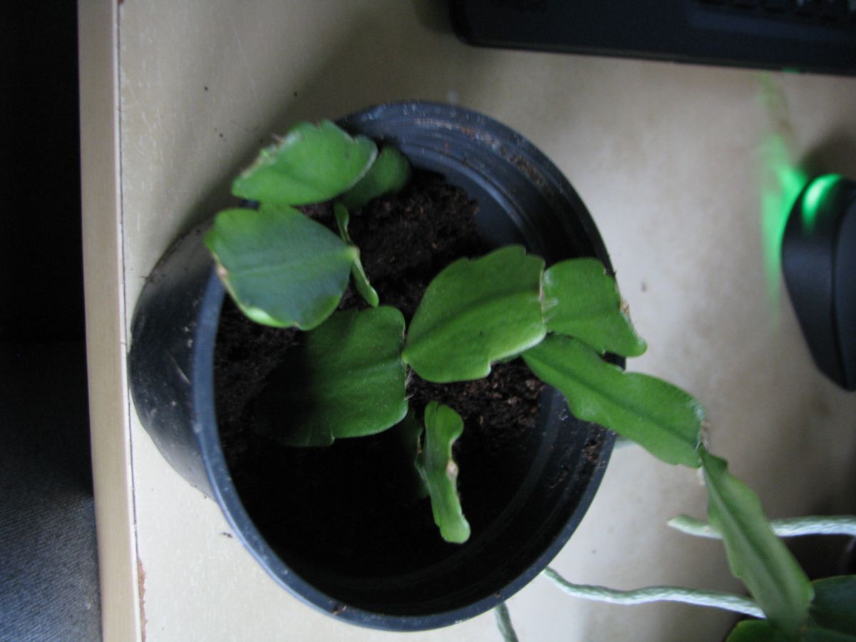 Kam z božičnimi zvezdami in kaktusi, ko opravijo svojo vlogo? - Svet24.si