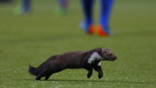 Pozor, dihur na igrišču - Ekipa