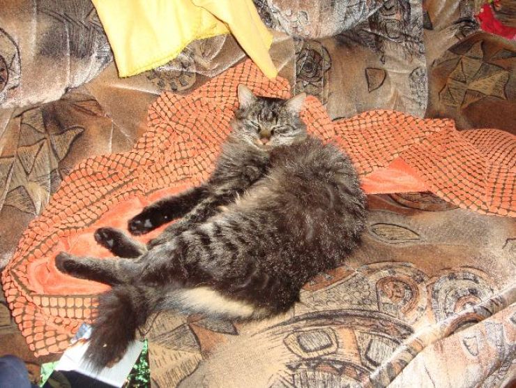 Slovenski mačkon največji na svetu | Radio Krka – Dolenjska v srcu