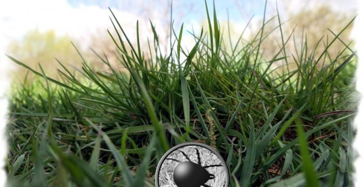 Borelija je Barbari spremenila življenje - Njena.si