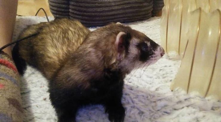 FOTO: Dihur Taz še vedno pogrešan | Radio Krka – Dolenjska v srcu