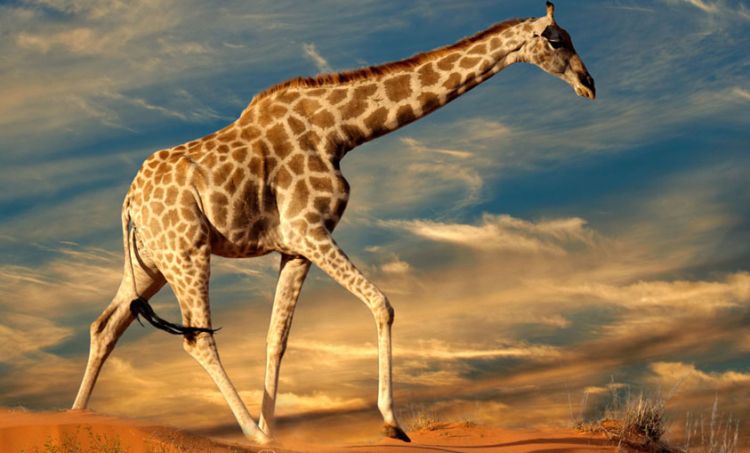 Svet24.si - Obstajajo štiri vrste žiraf