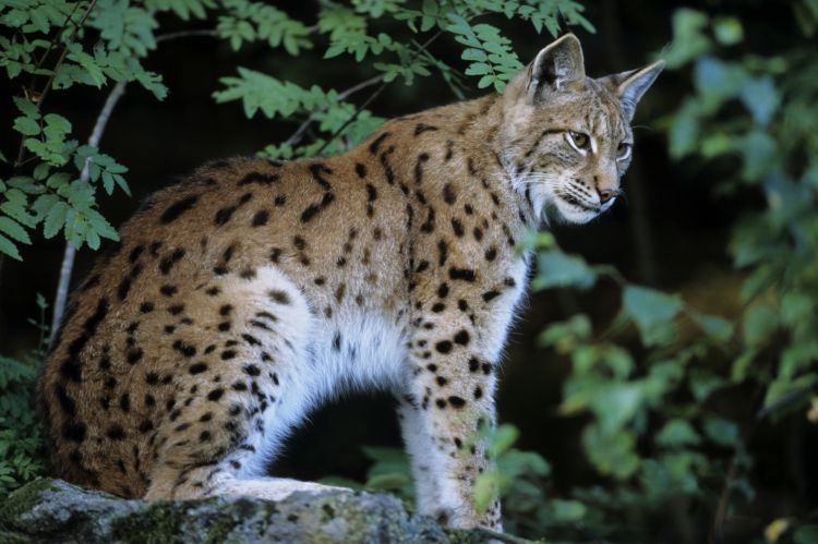 Svet24.si - Risom v Sloveniji grozi izumrtje