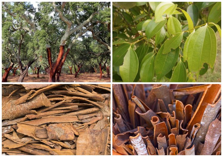 Kako je cimet videti v resnici? - Njena.si
