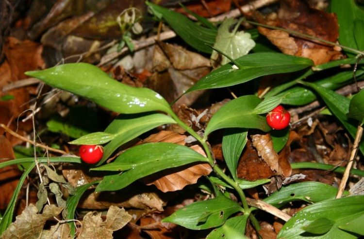 Rastline, ki rastline krepijo vene in preprečujejo otekanje nog - Njena.si