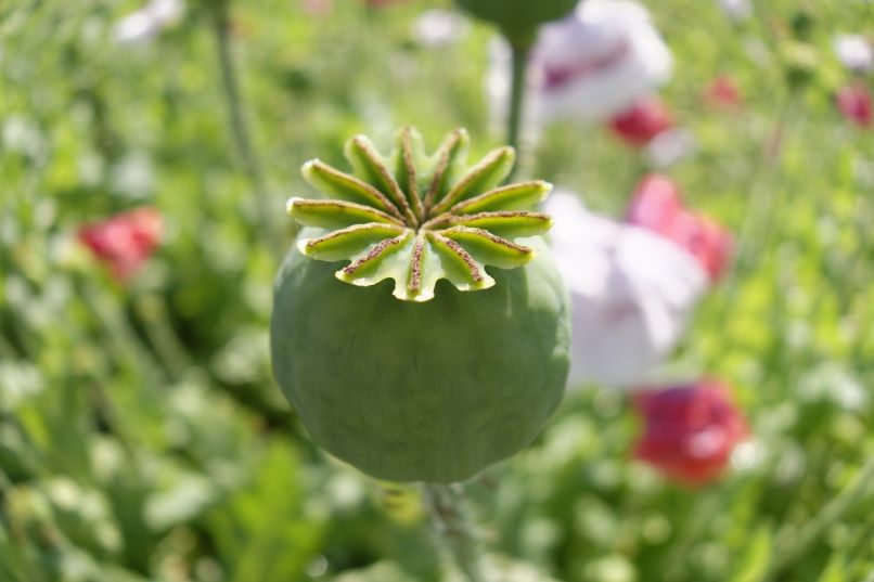 Afganistanci proizvajajo vse več opija