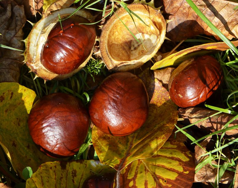 7 ljudskih receptov za zdravilne pripravke iz divjega kostanja