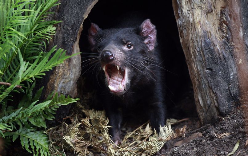 To so vragi! Prilagodili so se na življenje z rakom, nekateri so ga ...
