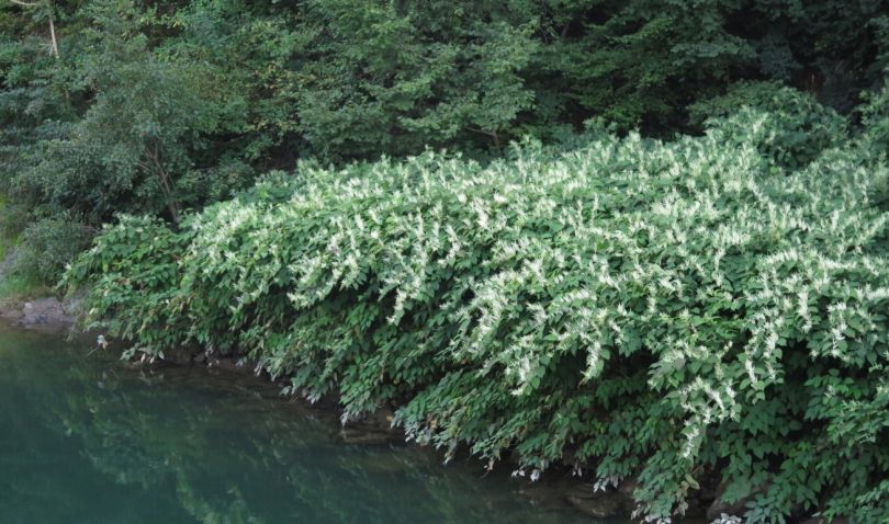 Marljivo odstranjujejo škodljive rastline - Vestnik.si