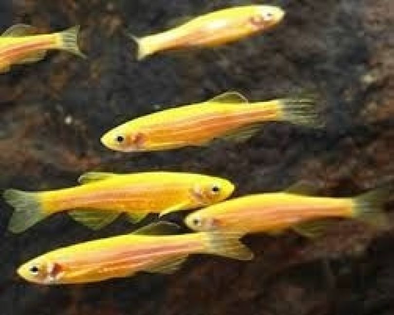 Napredek pri zdravljenju možganskega tumorja - Vestnik.si