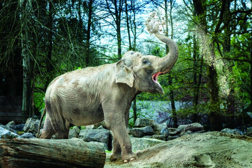Pogled v oči: Slonica Ganga ima dobre in slabše dni - Vestnik.si