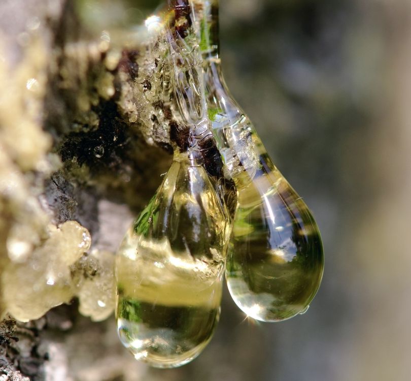 Čez nekaj let bo izraz »imeti smolo« morda pomenil nekaj čisto drugega ...
