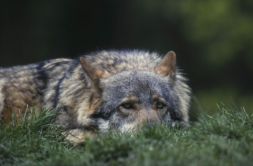 VIDEO: Po tem incidentu z volkom prepričani, da so izgubili strah ...