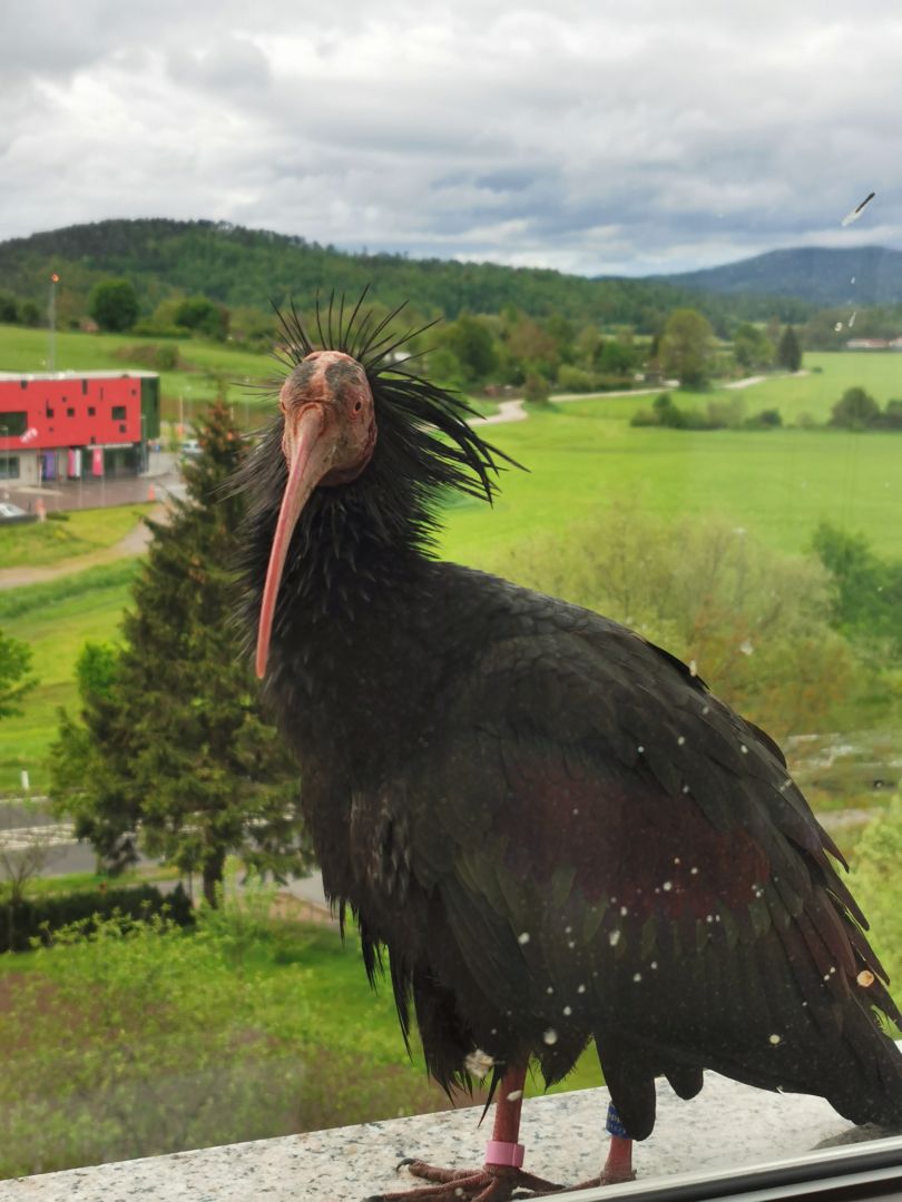 Razkrita identiteta: Strašljiv ptič, ki se je klatil po Postojni, je ...
