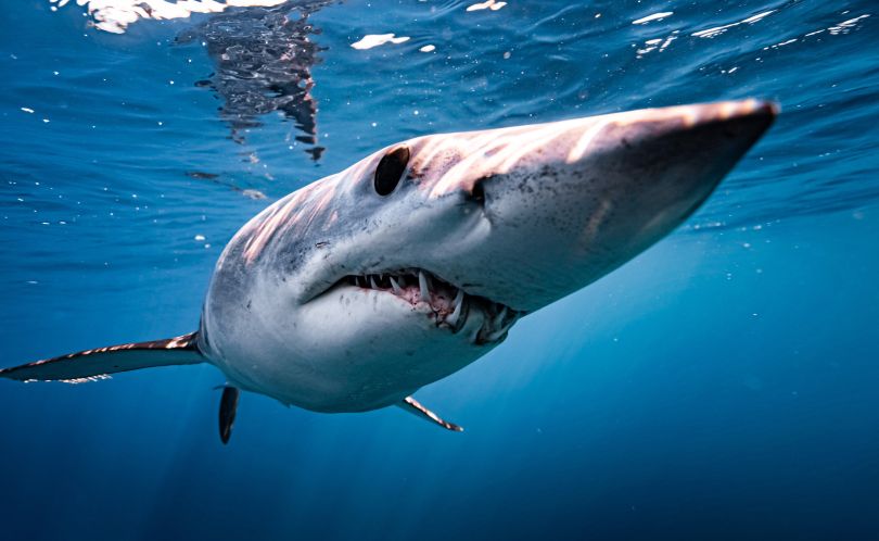 Morski pes ponovno udaril na Floridi - Vestnik.si